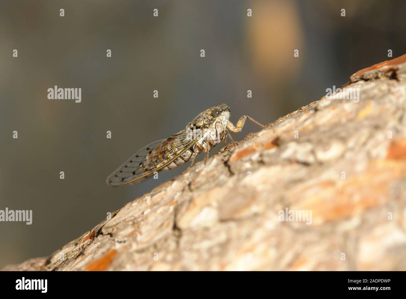 Cicada on a branch of pine Le Gaou Provence France Stock Photo - Alamy