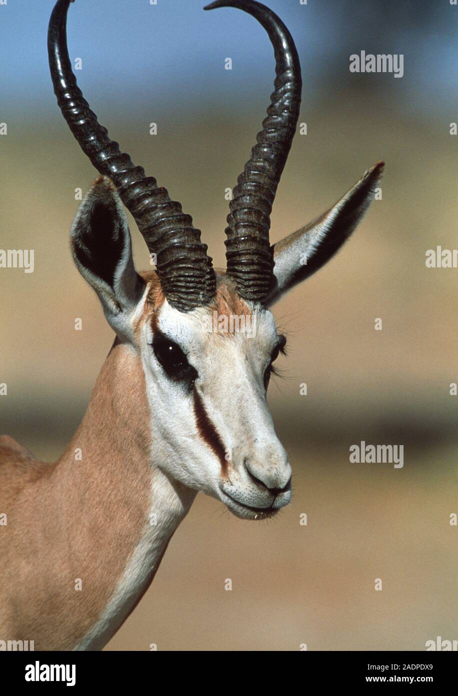 Springbuck (Antidorcas marsupialis). This gregarious, gazelle-like ...