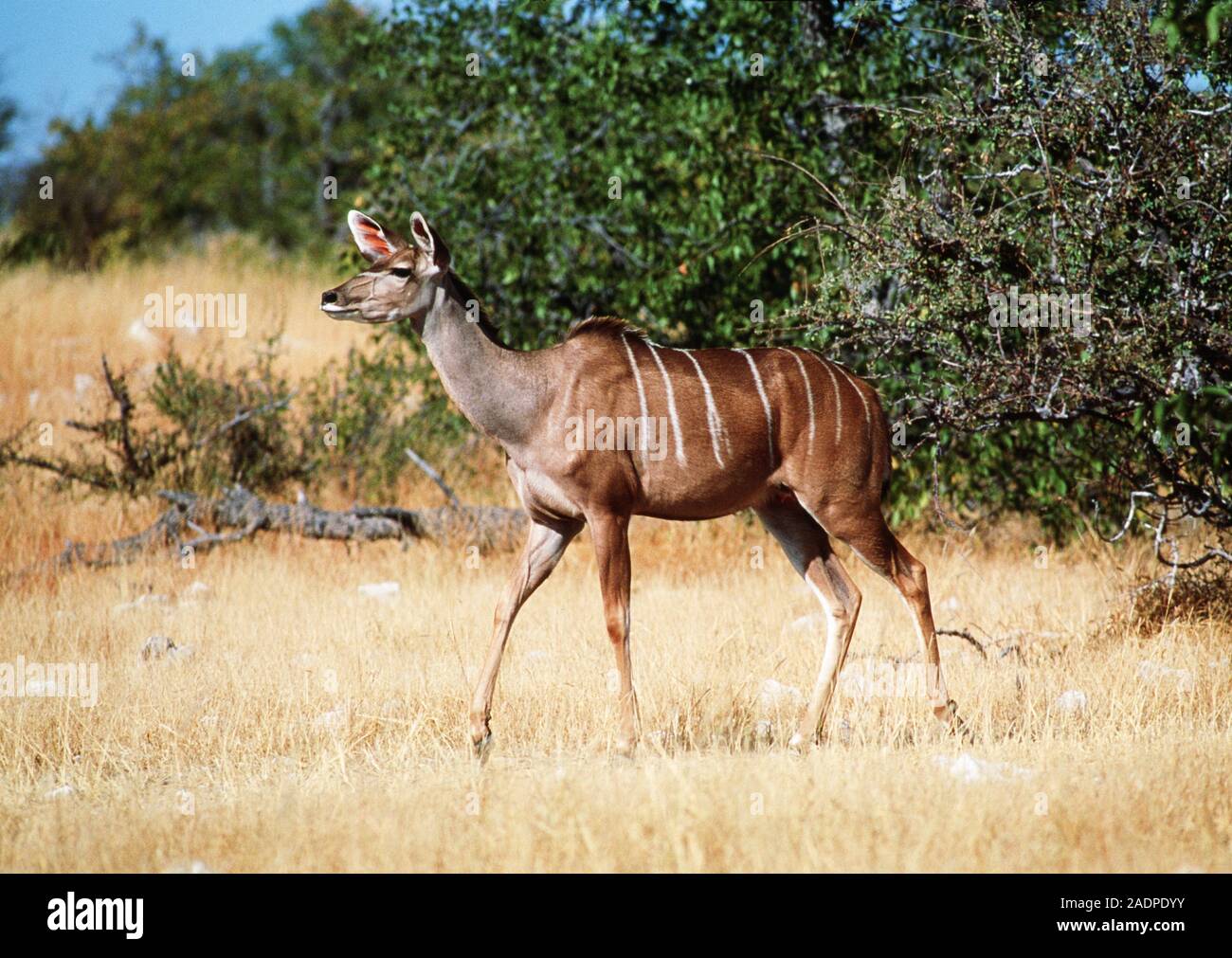 Female kudu (Tragelaphus strepsiceros). This large antelope lives in ...