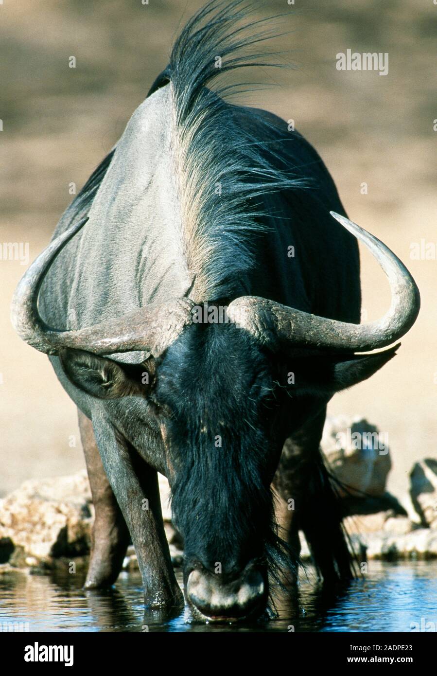 Blue wildebeest (Connochaetes taurinus taurinus) drinking at a ...