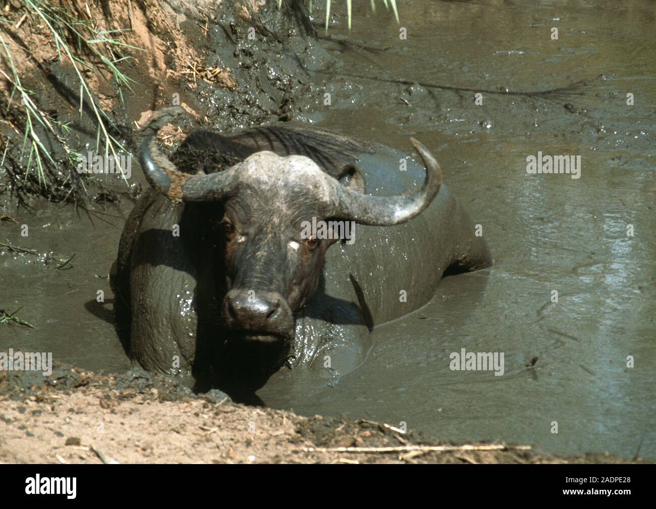 African buffalo (Syncerus caffer) wallowing in mud. This buffalo lives ...