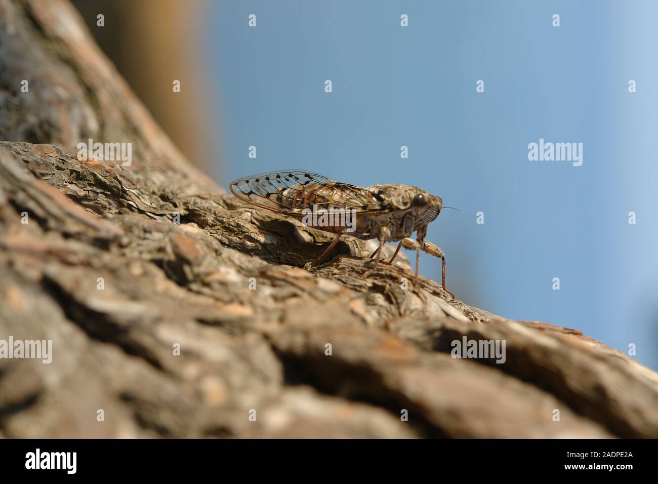 Cicada on a branch of pine Le Gaou Provence France Stock Photo - Alamy
