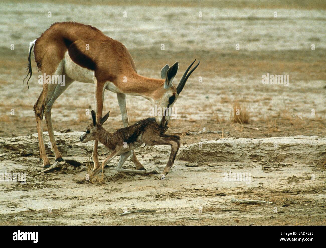 Springbucks. Springbuck mother (Antidorcas marsupialis) washing her ...