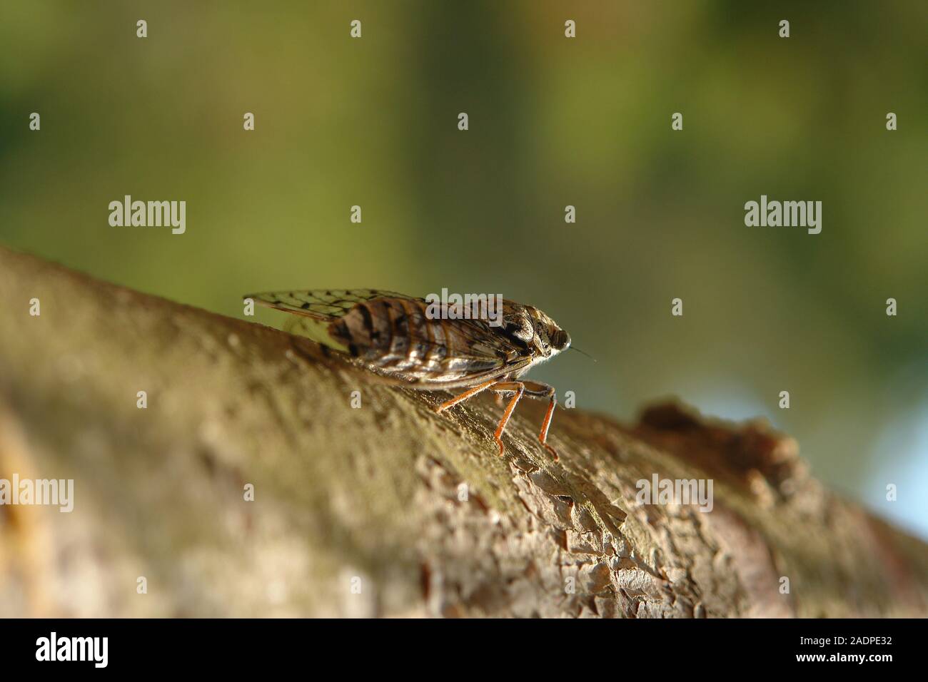 Cicada on a branch of pine Le Gaou Provence France Stock Photo - Alamy