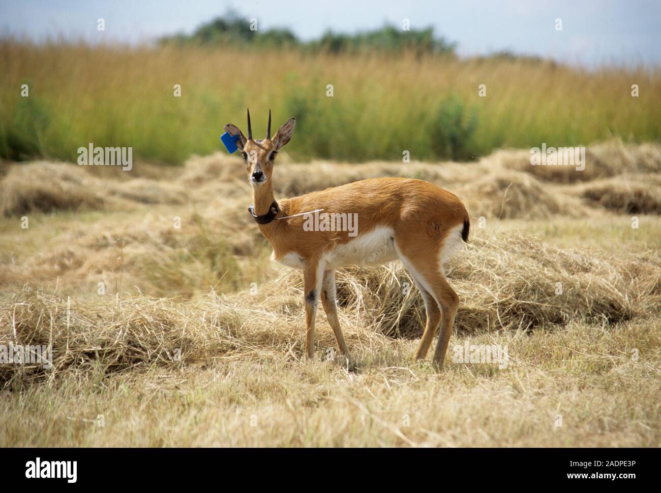 Oribi (Ourebia ourebi) with tagged ears and a radio collar to enable ...