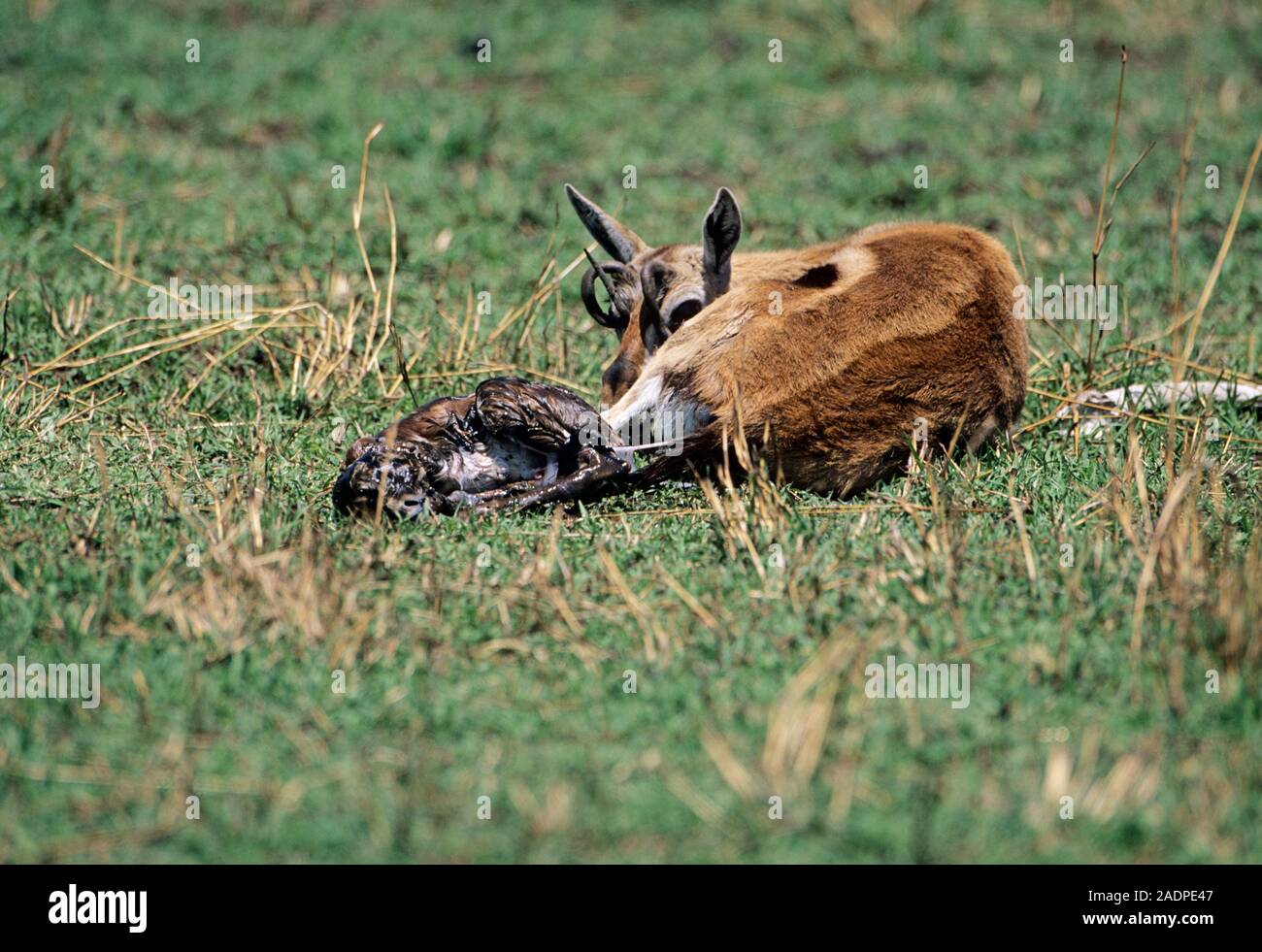Calving Thompson's gazelle (Gazella thomsonii). The female Thompson's ...
