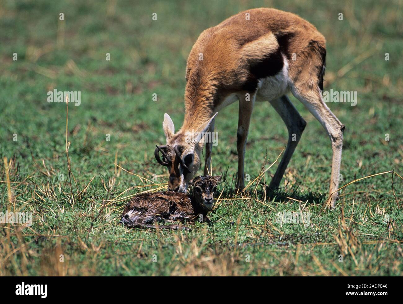 Newborn Thompson's gazelle (Gazella thomsonii) being licked by its ...