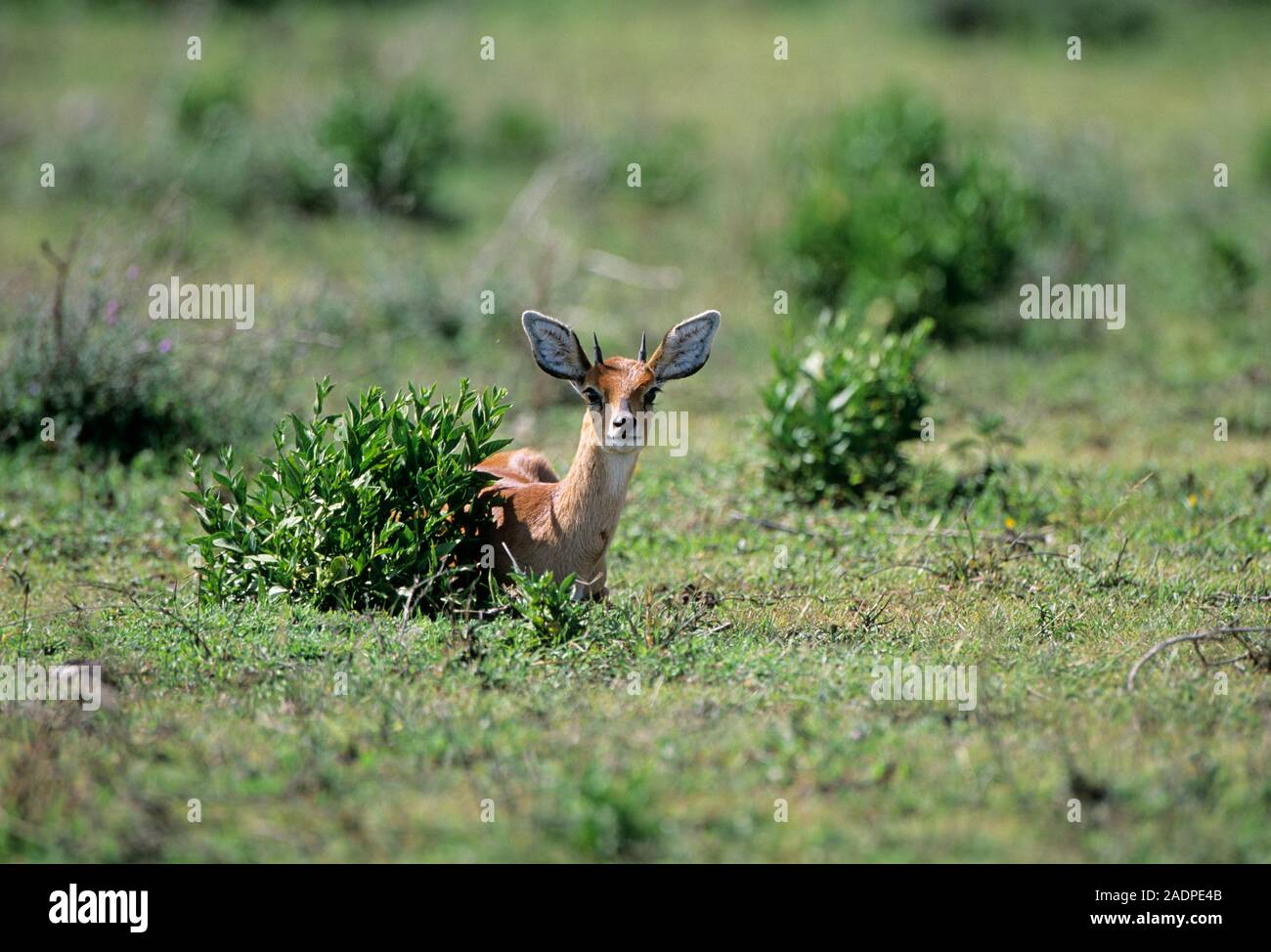 Male steenbok (Raphicerus campestris) sitting behind a shrub. The ...
