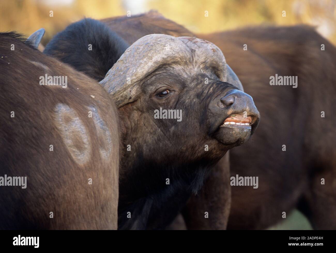 African buffaloes (Syncerus caffer). Bull (male) African buffalo ...