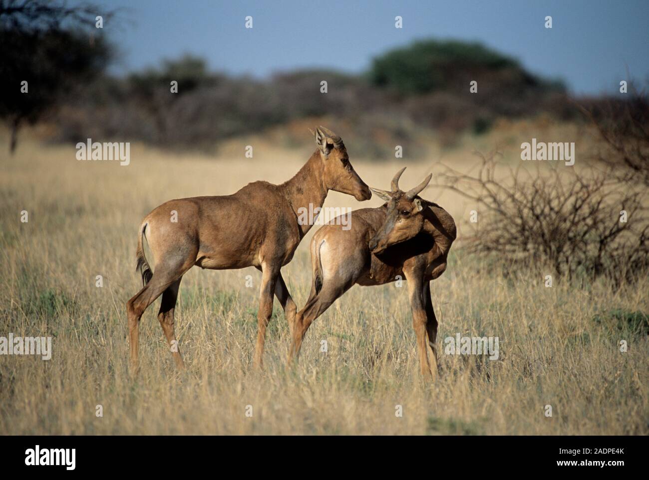 Topi calves. Two topi (Damaliscus lunatus), or tessebe, calves. Females ...