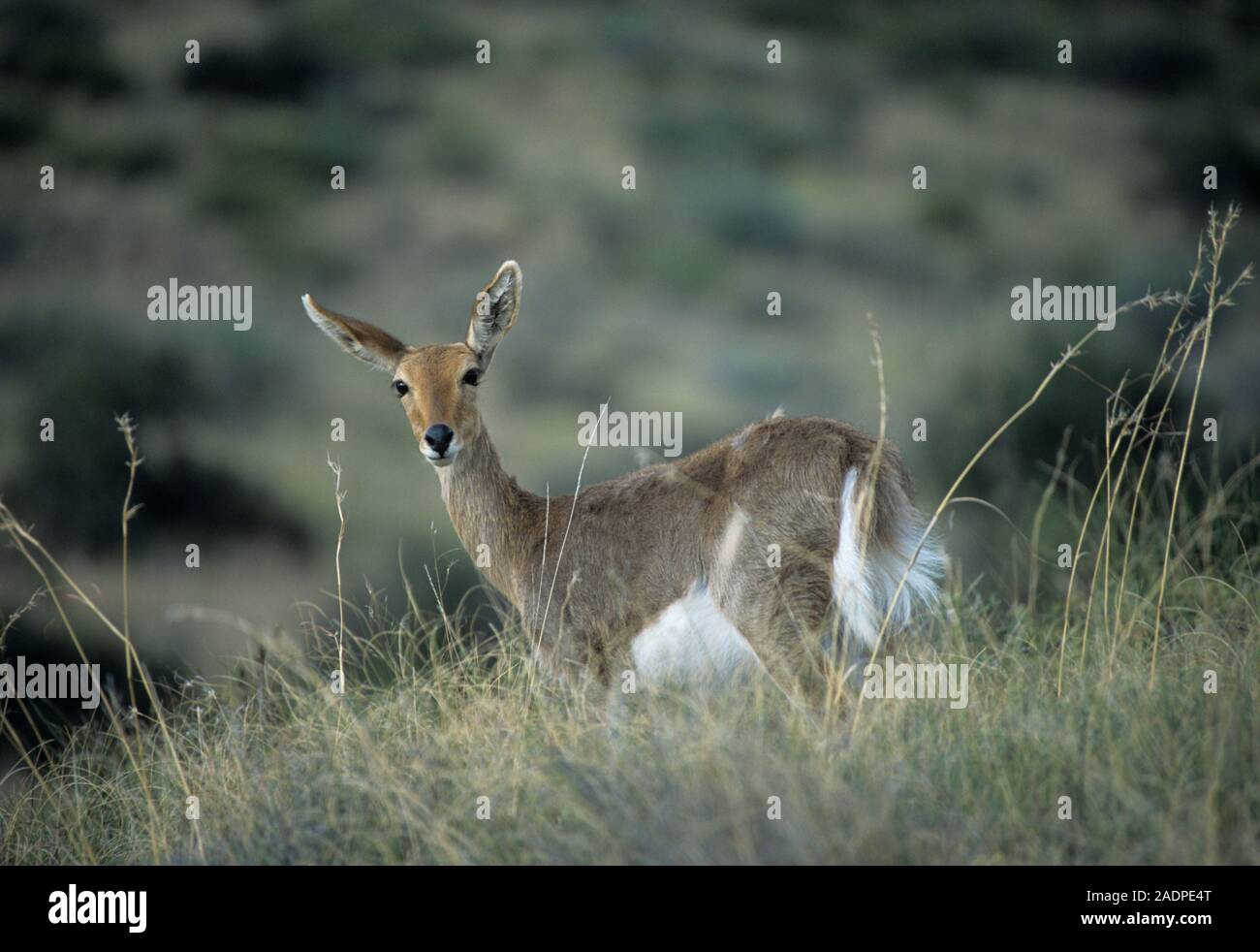 Female mountain reedbuck (Redunca fulvorufula). Unlike the male, the ...