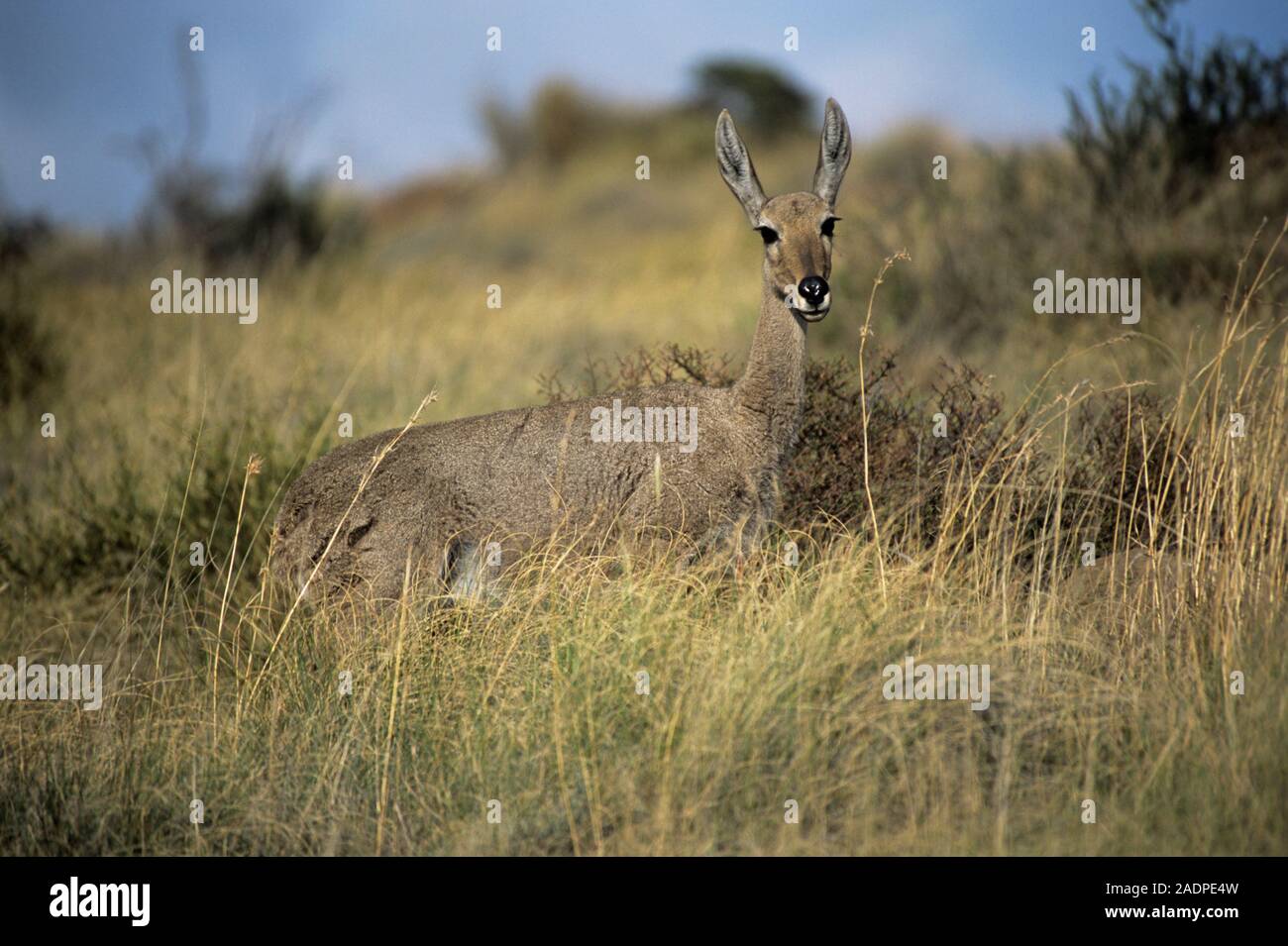 Female grey rhebuck (Pelea capreolus). Unlike the male, the female does ...