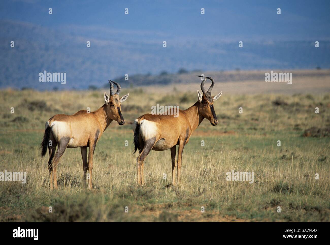 Red hartebeest (Ancelaphus buselaphus) adult (left) and adolescent ...