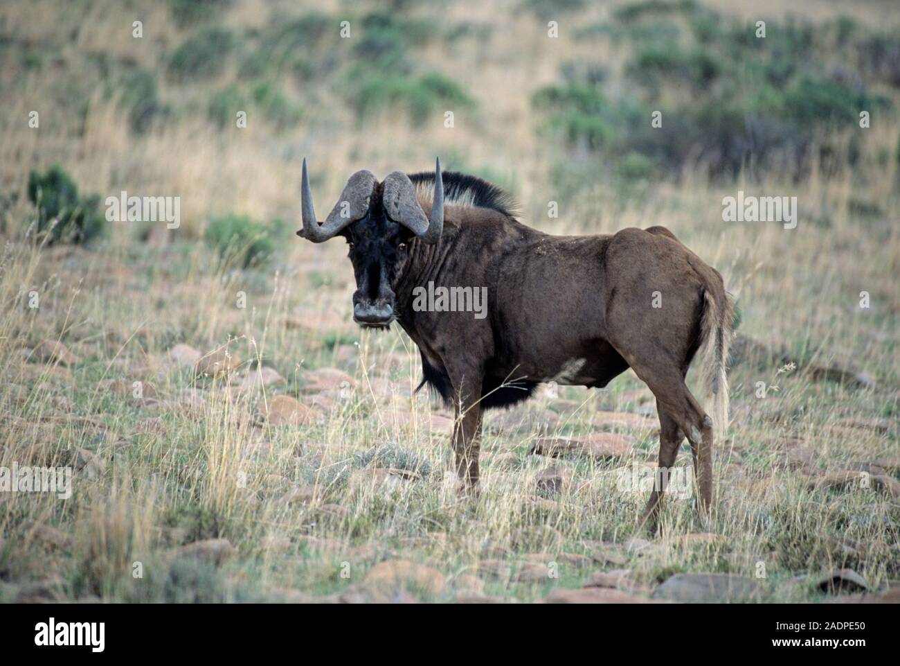 Black wildebeest (Connochaetes gnou). This antelope, also known as the ...