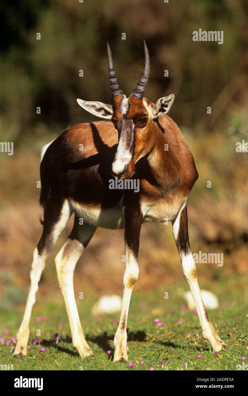 Bontebok (Damaliscus pygargus, formerly D. dorcas dorcas). This African ...