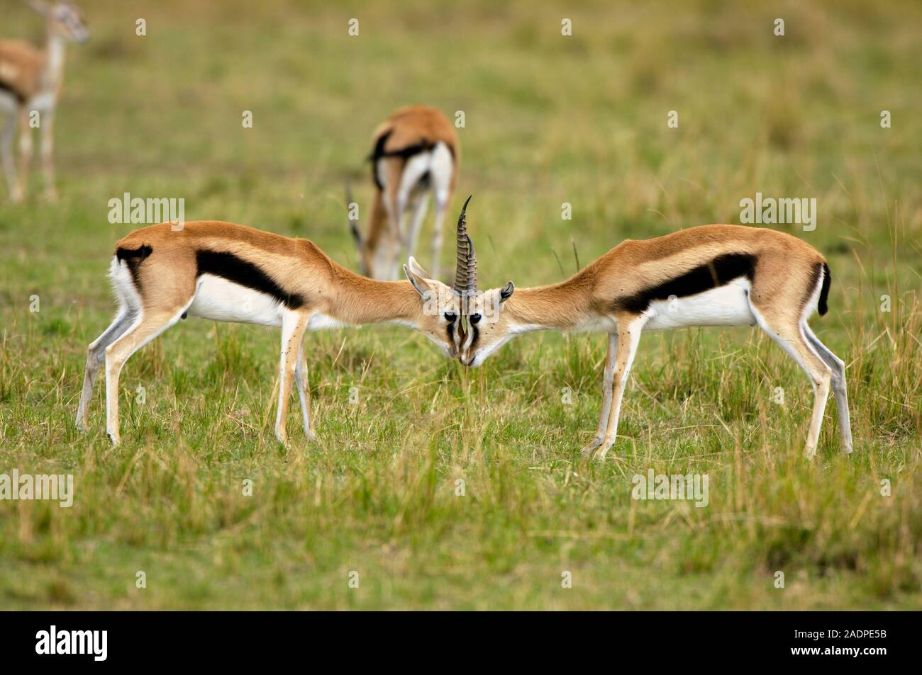 Thomson's gazelle (Gazella thomson). Two male Thomson's gazelles ...