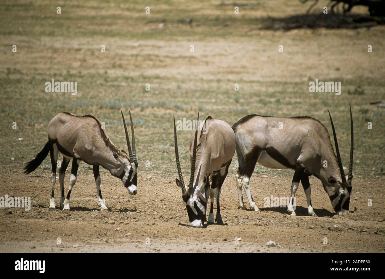 Gemsbok (Oryx gazella) also known as the African oryx. These gemsbok ...