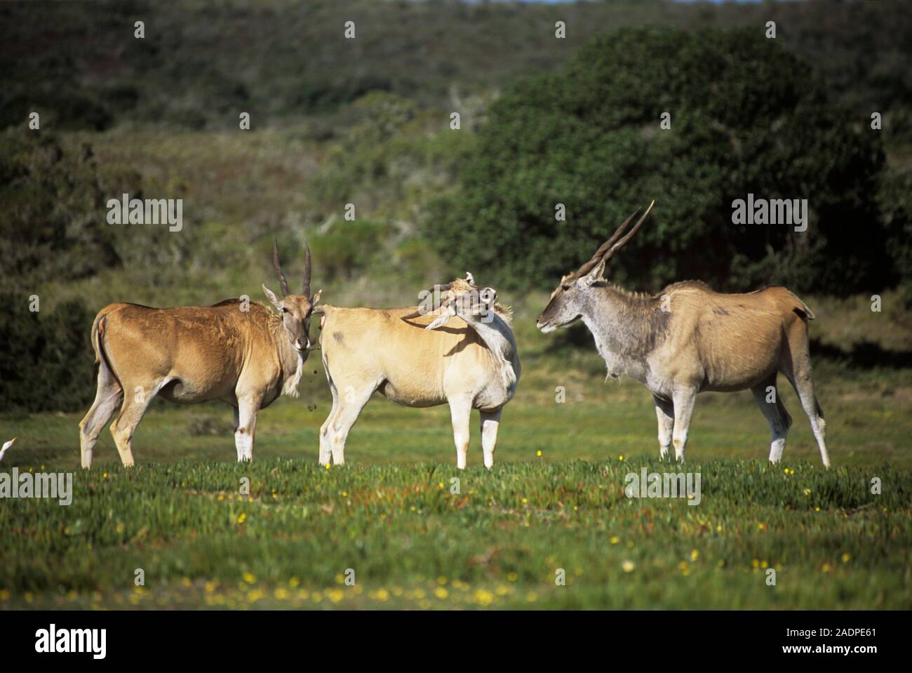 Eland cows (Taurotragus oryx). The eland is the largest antelope in the ...