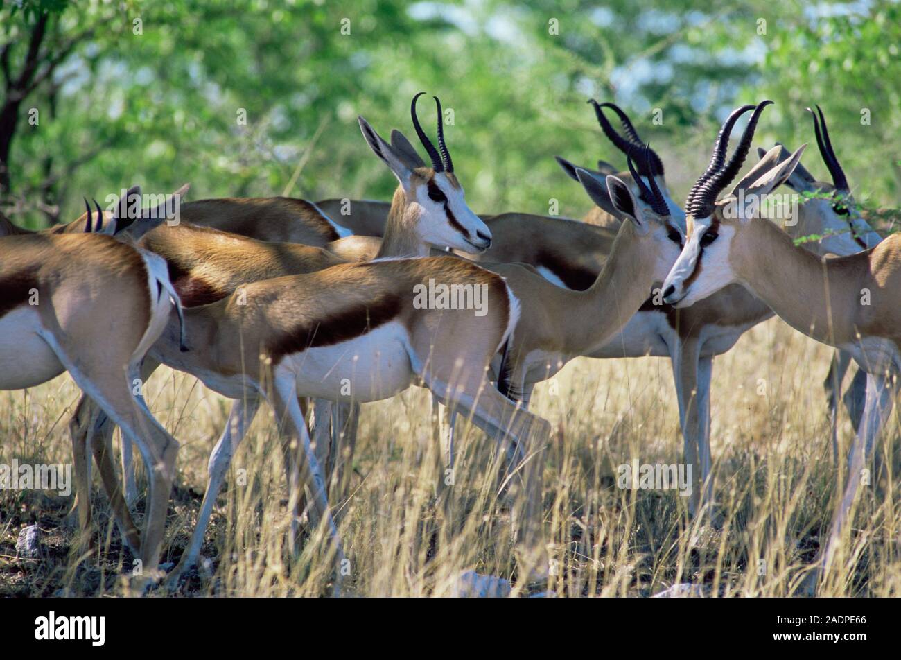 Herd of Springbok (Antidorcus marsupialis). Springbok are common, but ...