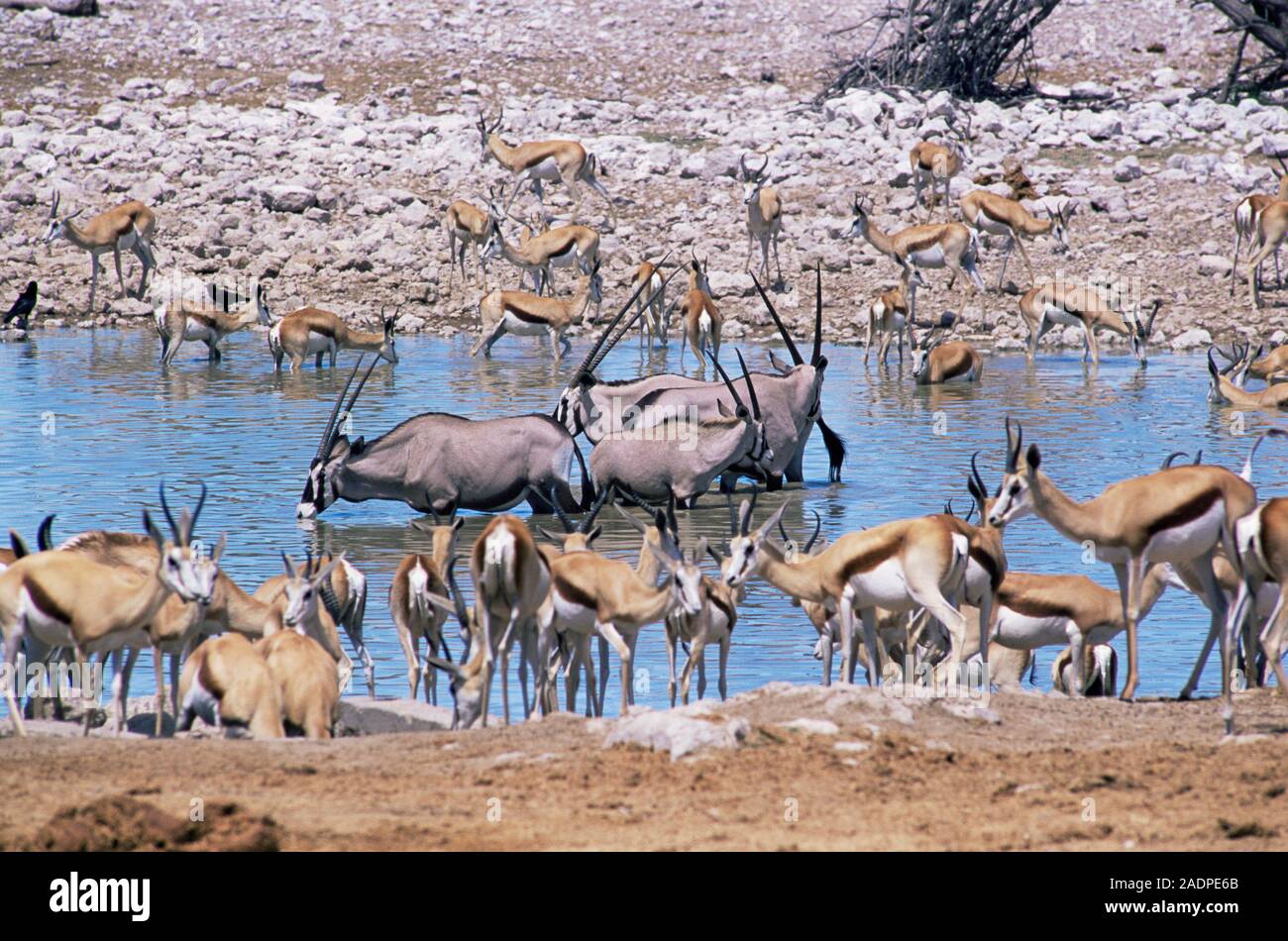 Animals at a waterhole. Gemsbok (Oryx gazella) and Thomson's gazelles ...