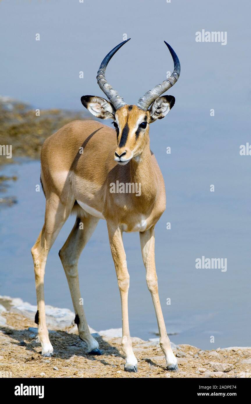 Male black-faced impala (Aepyceros melampus petersi). Only the male ...