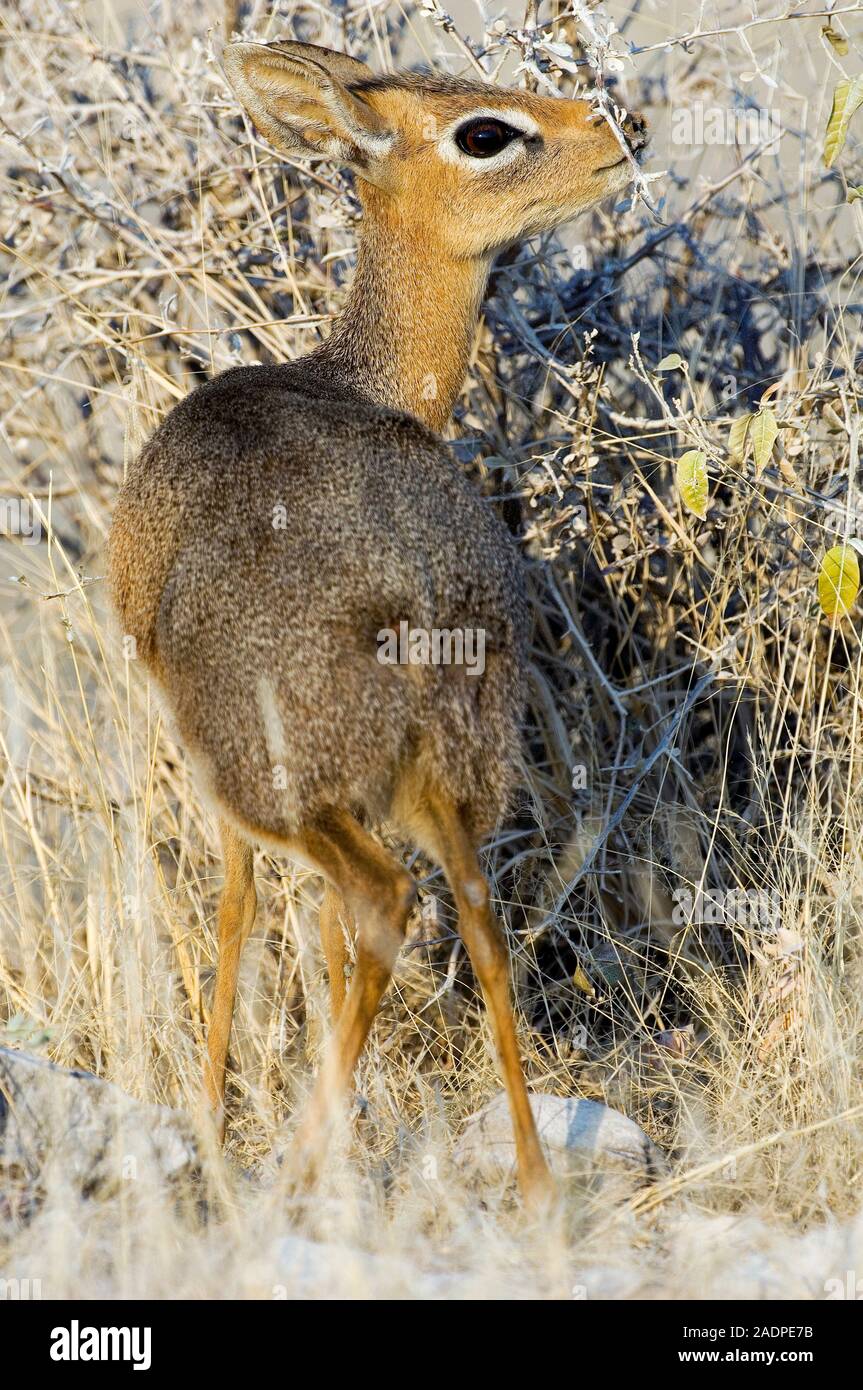 Kirk's dik-dik (Madoqua kirkii). This tiny antelope, also known as the Damara dik-dik, grows to ...