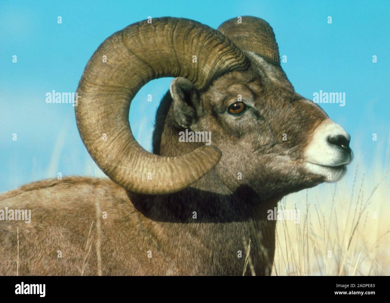 American bighorn. Head of a male American bighorn or mountain sheep ...