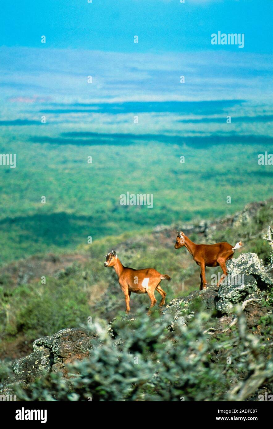 Feral goats. View of two feral goats (Capra sp.) overlooking the Alcedo ...