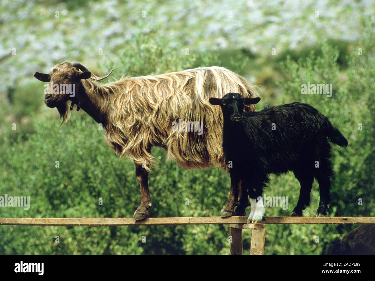 Wild goats (Capra sp.) balancing on a fence rail. Goats are resourceful ...
