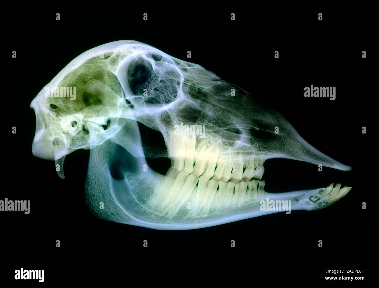Sheep skull. Coloured X-ray of a sagittal section through a sheep's ...