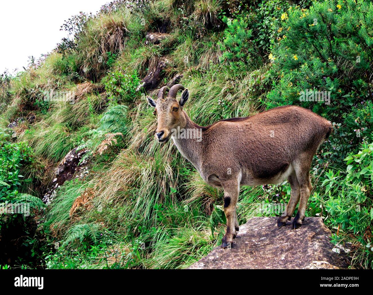 Female nilgiri tahr (Nilgiritragus hylocrius) standing on a rocky ...