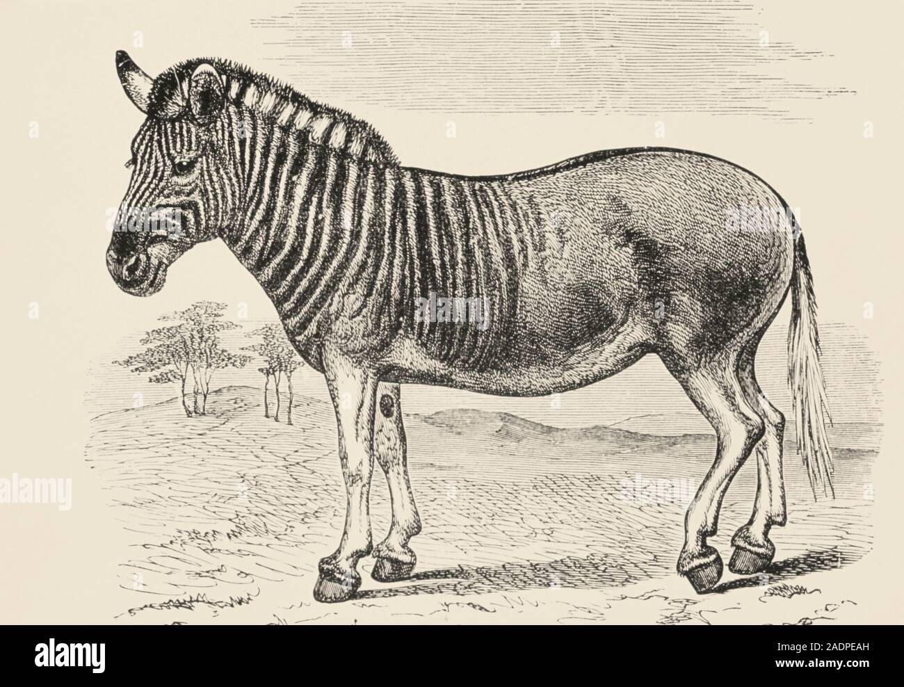 Engraving of the extinct quagga, Equus quagga quagga. A type of zebra ...