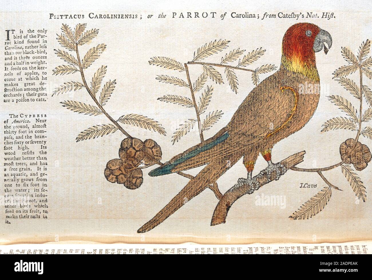 Carolina conure. 1752 illustration of the extinct Carolina conure ...