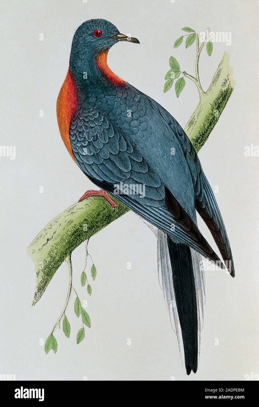Passenger pigeon. Artwork of the extinct passenger pigeon, Ectopistes ...