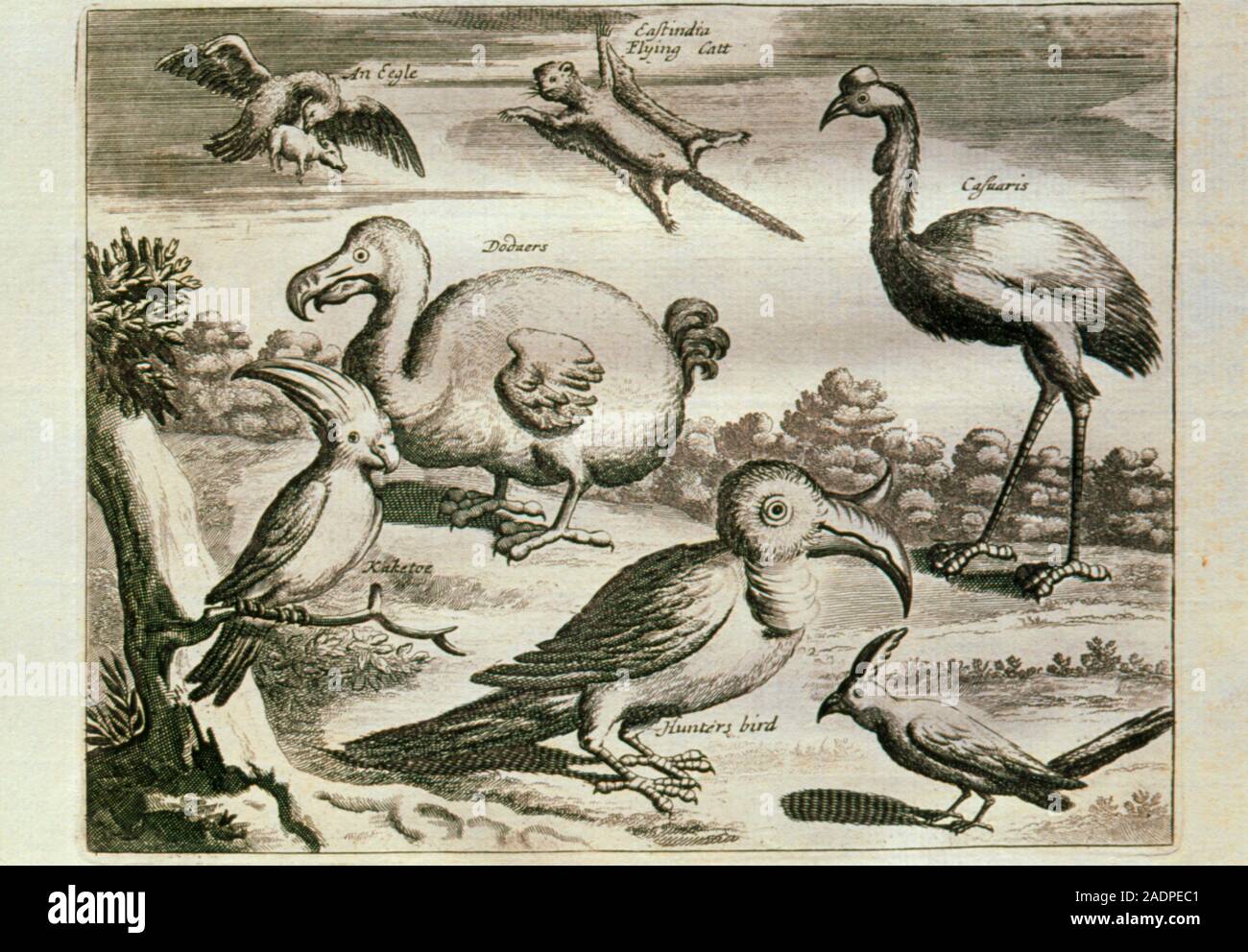 Dodo and other birds. Historical engraving of various birds, including ...