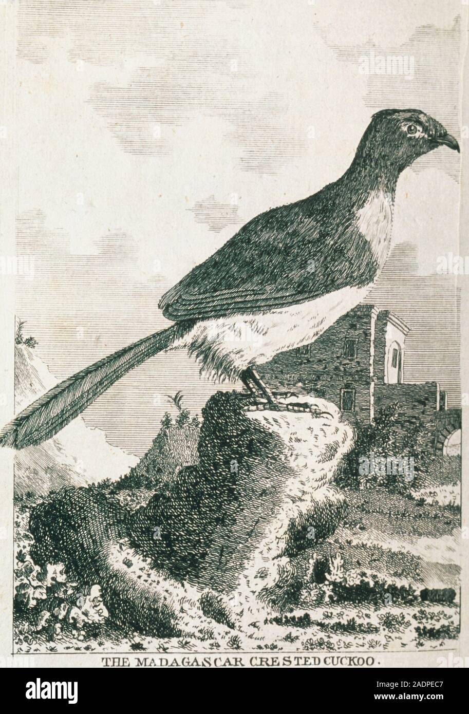 Crested cuckoo. Historical artwork of a Madagascar crested cuckoo (Coua ...
