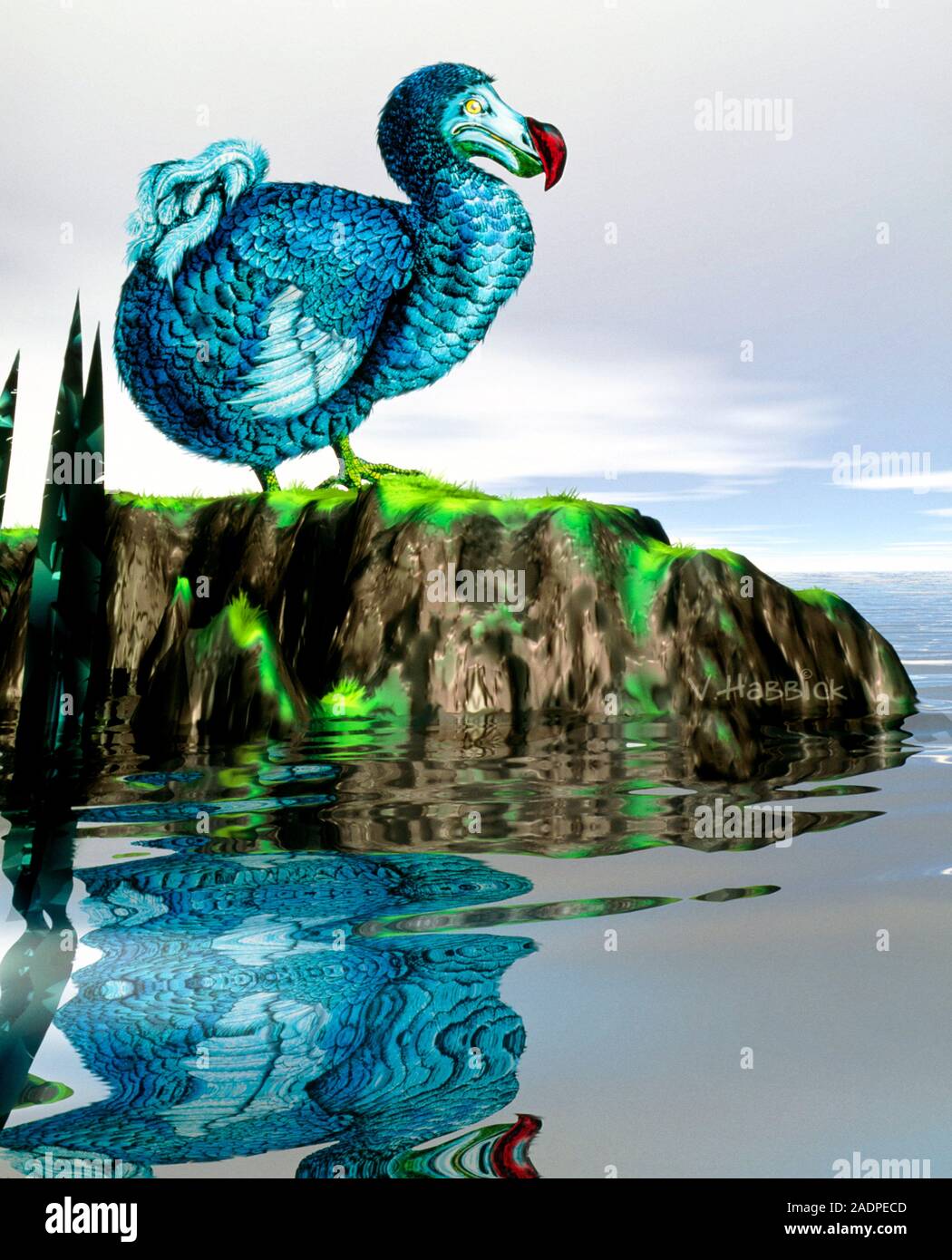 Dodo. Computer illustration of a dodo (Raphus culcullatus). Roughly the ...