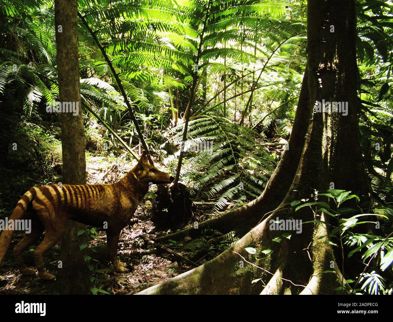 Tasmanian wolf (Thylacinus cynocephalus), in forest. Also called the ...