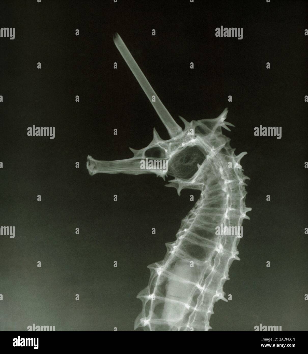 Unicorn. X-ray of the head and upper body of a horned" seahorse ...