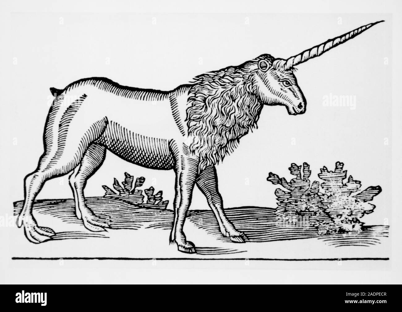 Unicorn. Engraving of a unicorn, a mythological creature. Classical ...