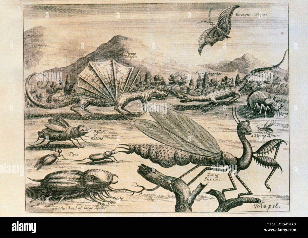 Brazilian fauna. Historical engraving of creatures of Brazil. These ...