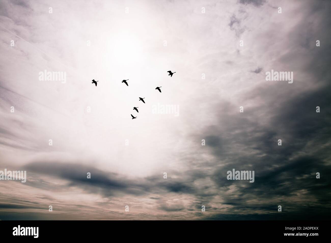 Flight of geese hi-res stock photography and images - Alamy