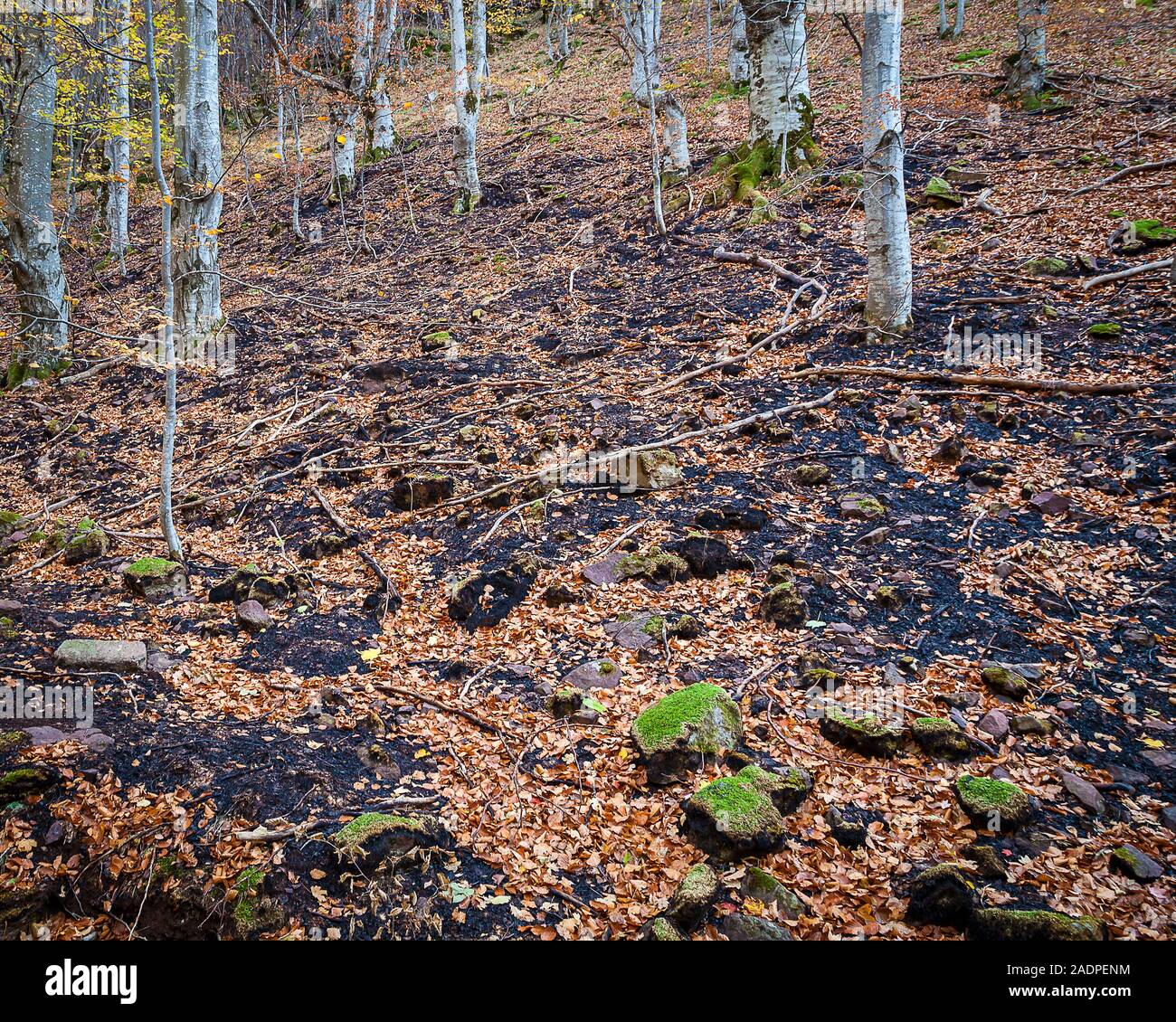 Burned Forest Ground