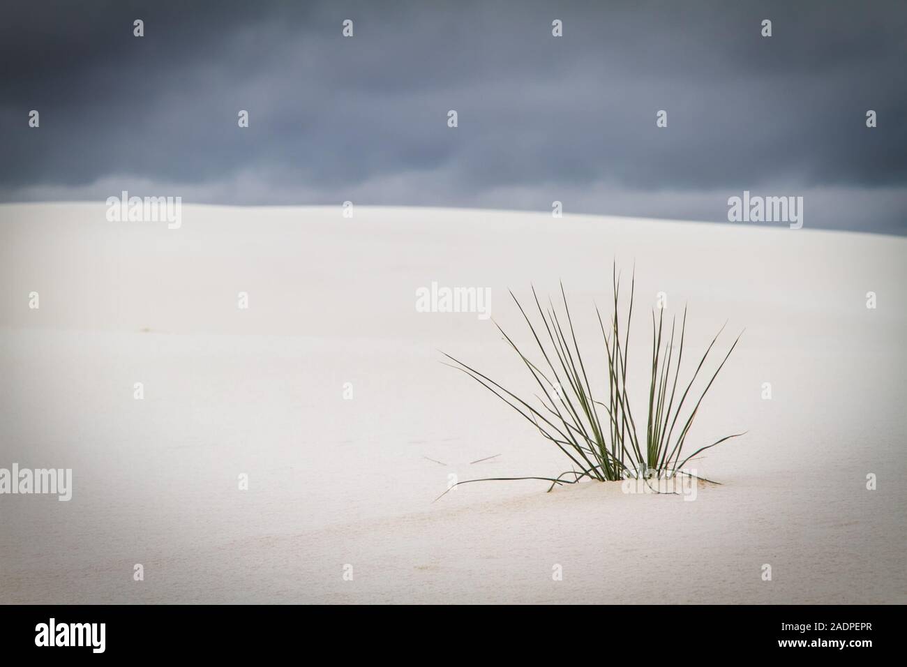 A storm on the horizon behind a lone plant sitting in the desert near ...