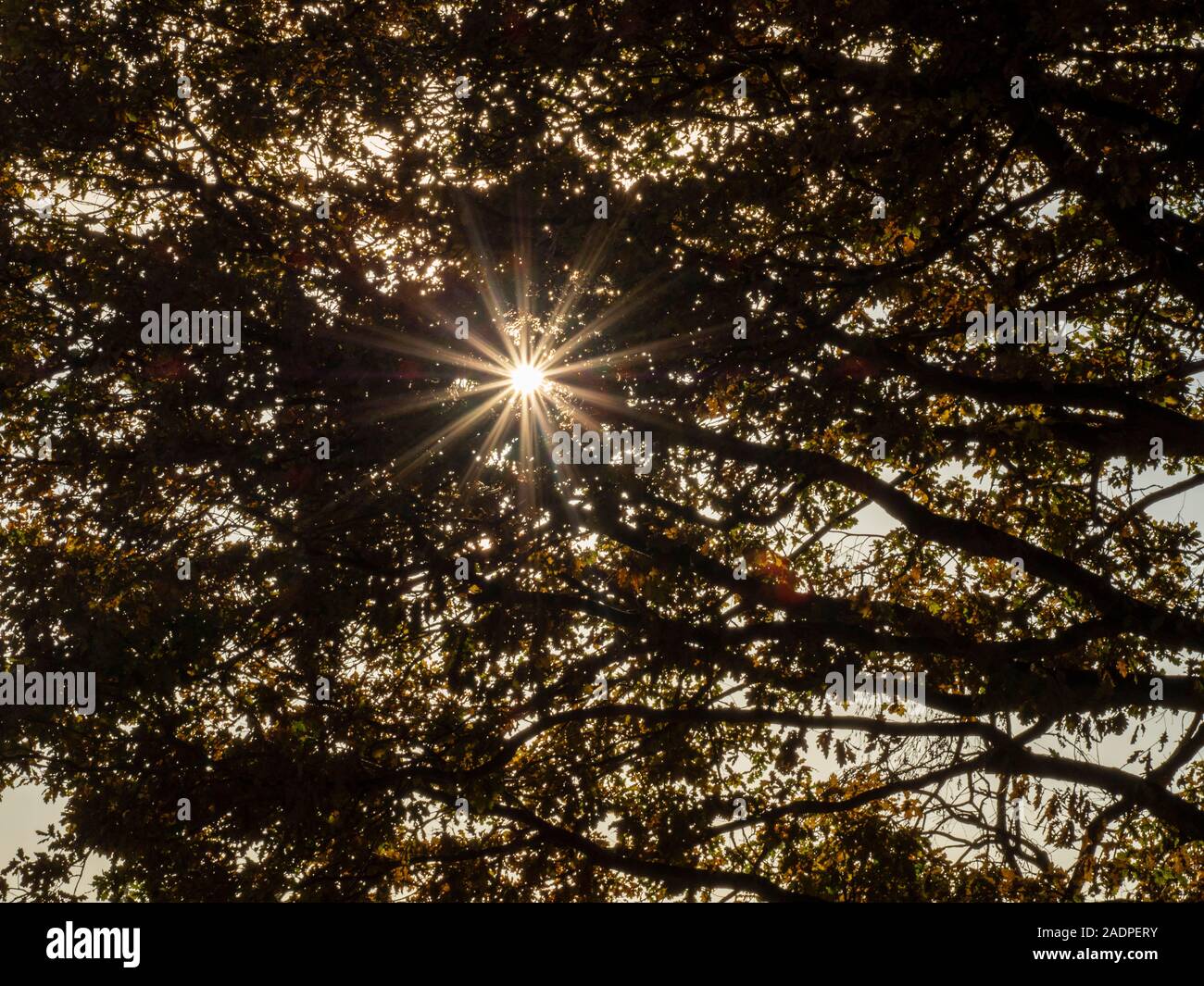 Sunburst seen throught the branches of an oak tree in late autumn Stock ...