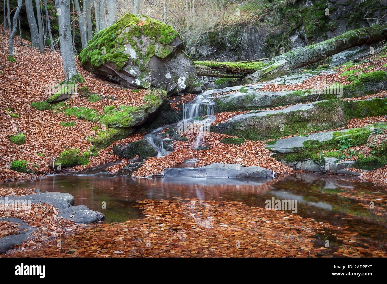 Moss Floating Pond High Resolution Stock Photography and Images - Alamy