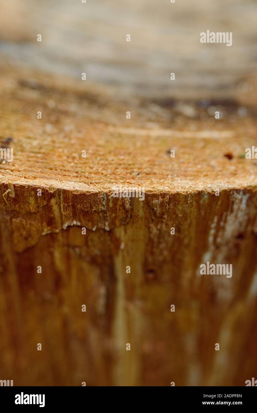 Piece of tree bark top view hi-res stock photography and images - Alamy