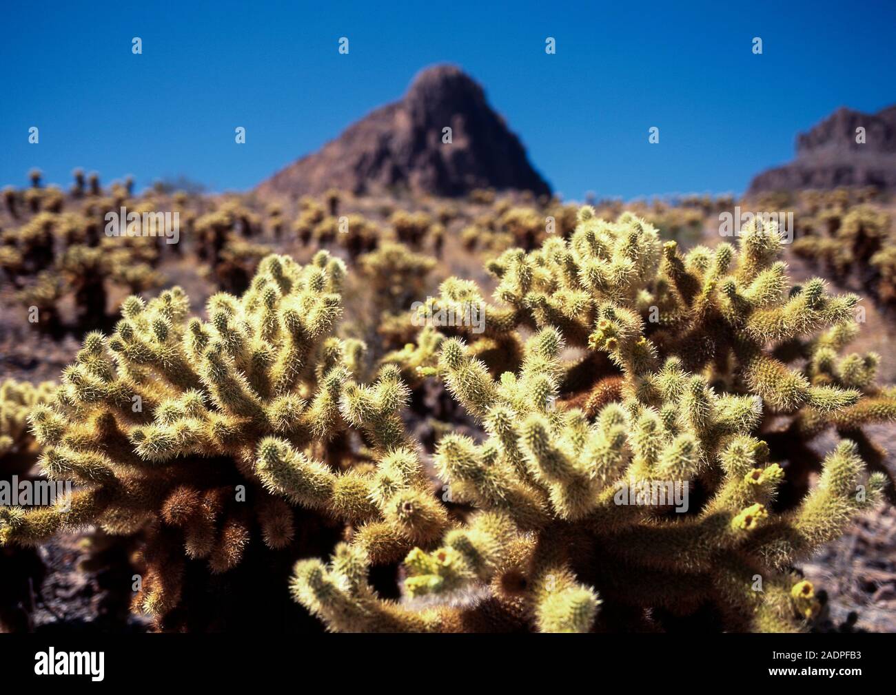 Cactus along Route 66 in Arizona Stock Photo - Alamy
