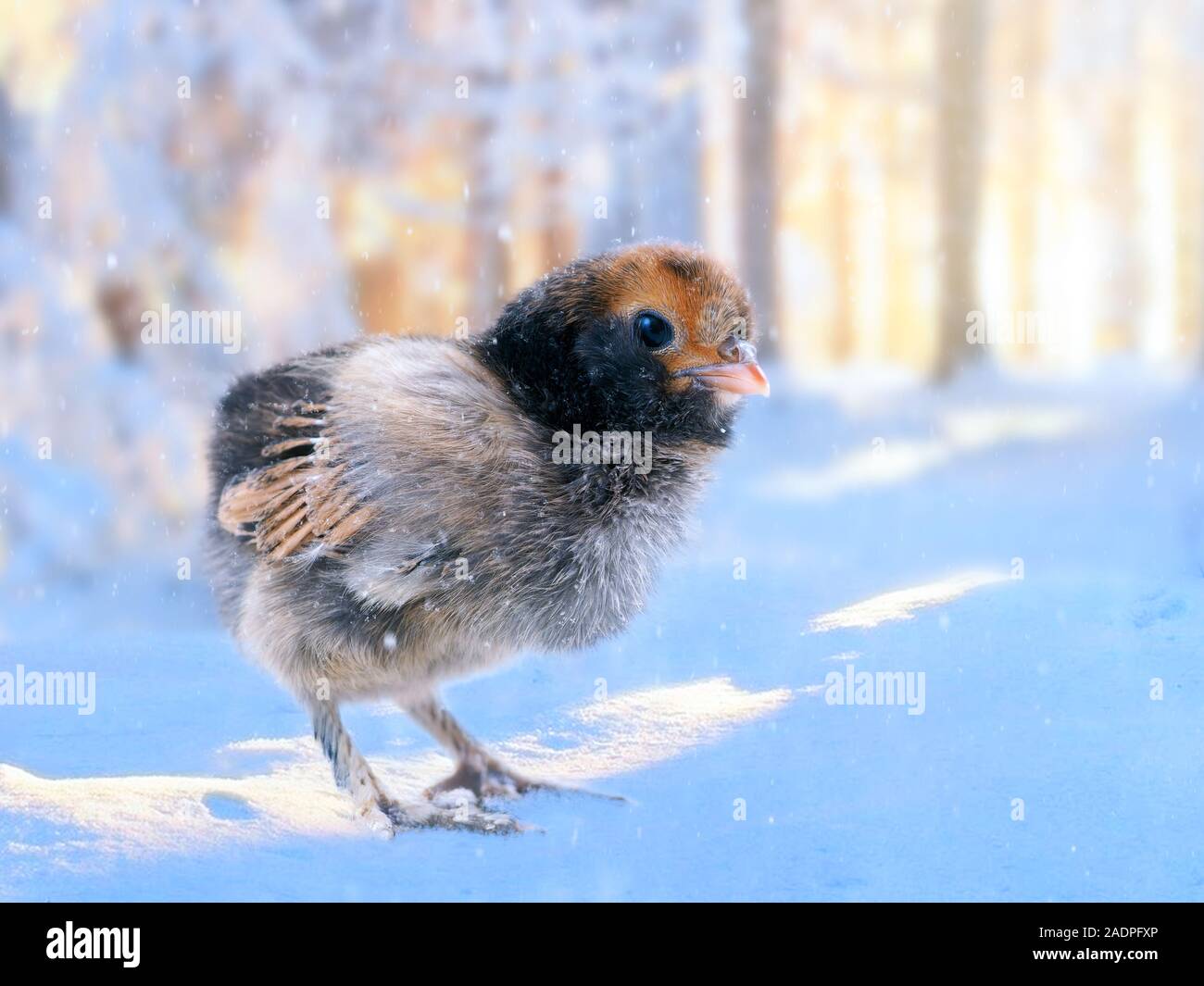 Rearing young chickens hi-res stock photography and images - Alamy