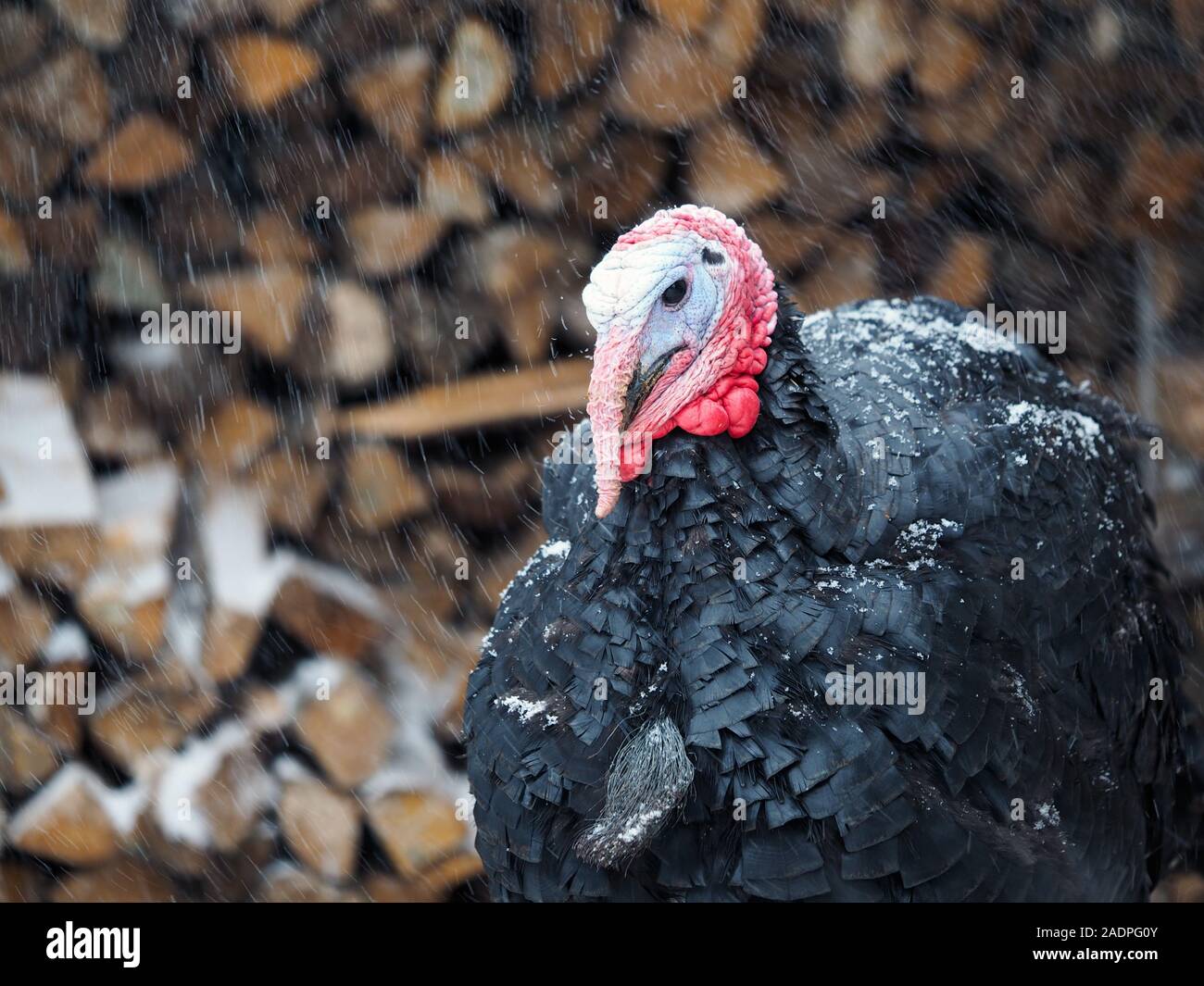 Turkey bird under heavy snowfall in storm Stock Photo - Alamy